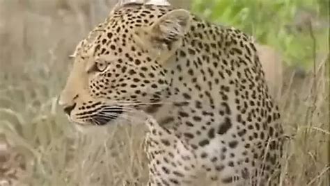 Ingrid Bolso Berdal Nude Porn Videos And Sex Tapes Xhamster