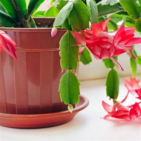 11 Tips To Care For Cactus Indoors Simplify Plants