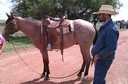 Lazy JS Ranch Performance