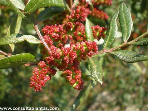 Pistacia Lentiscus Or Lentisker Care And Growing
