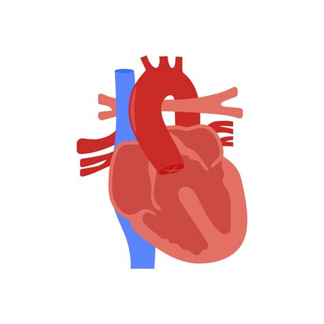 Truncus Cardiovascular Disease Illustration Icon 53307978 Vector Art At Vecteezy