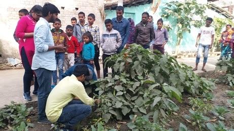 Department Of Plant Pathology And Nematology Dr Rajendra Prasad Central Agricultural University