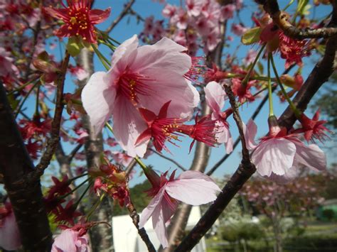 ささやま通信 花見