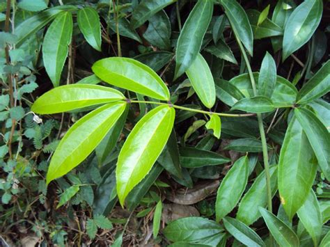 The Plant That Grows Wild In Vietnam Is Unexpectedly Precious Ginseng