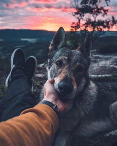 Собака друг человека Песя с котей Facebook