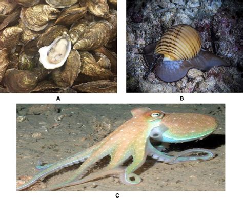 Mollusca Examples