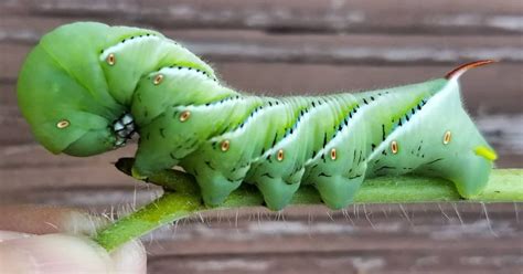 Tomato Hornworm Life Cycle And Tips To Prevent Learn About Nature