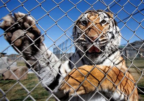 President Biden To Sign The Big Cat Public Safety Act Fox Sports 640