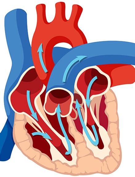 Koroner Arter Hastalığı Nedir Belirtileri ve Tedavisi Özel Ortadoğu