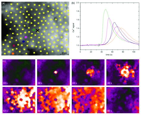 Spatiotemporal Calcium Response Of LECs From A Typical Mild C1
