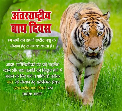 Nitin Kumar Sharma अंतरराष्ट्रीय बाघ दिवस हम सभी को अपने राष्ट्रीय