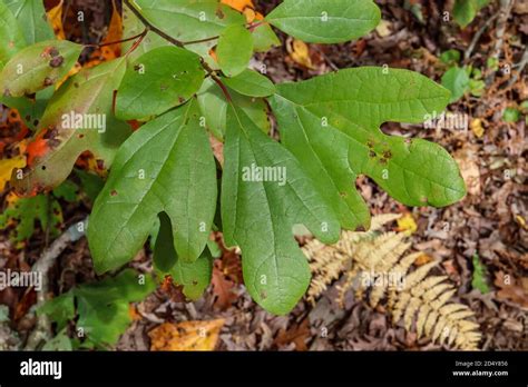 The Leaves Of A Sassafrass Tree Sassafras Albidum Has Three Distinct