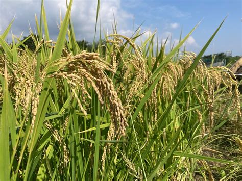 【自然栽培】三重県産 イセヒカリ 5kg くぼちゃんファーム