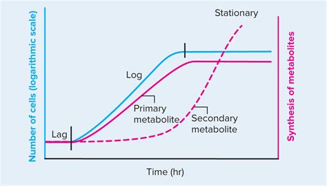 Bacterial Metabolite Production Microbiology Biology Biochemical