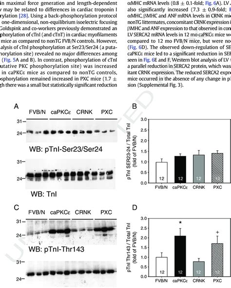 Cardiac Troponin I Phosphorylation In Fvb N Capkcε Crnk And Pxc Mice Download Scientific