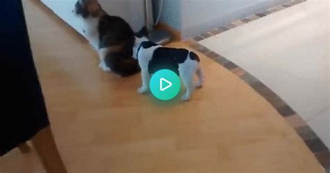 Catexe Has Crashed  On Imgur