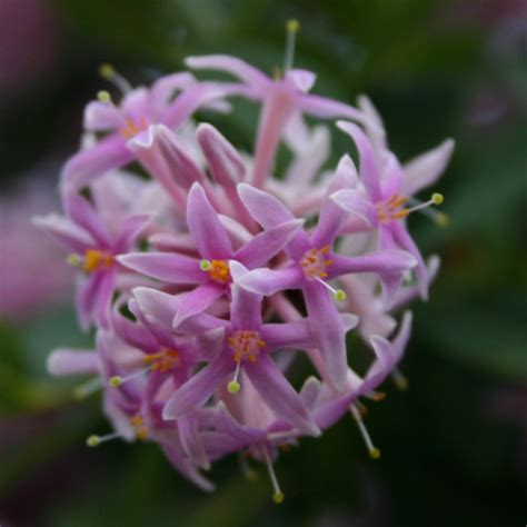 Pom Pom Tree Dais Cotinifolia Plant Care And How To Grow Water