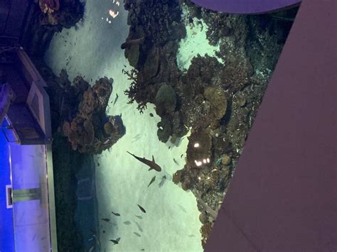 Underwater Object Detection Object Detection Dataset By Project1