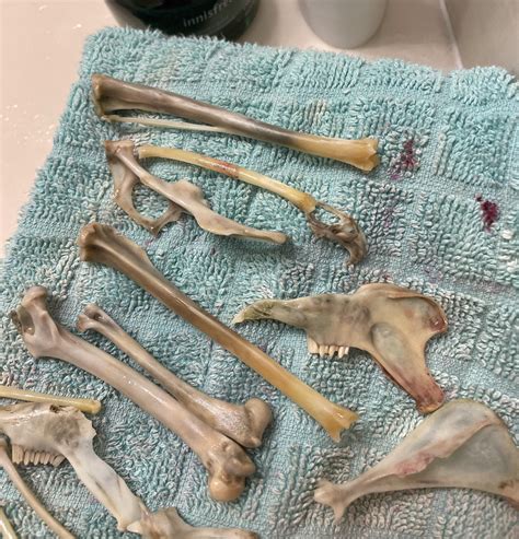 Why Are My Bones Still Discolored After Degreasing And A 48 Hr Hydrogen Peroxide Soak R