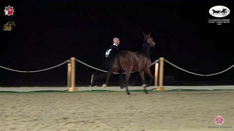 🇦🇪al Dhafrah Arabian Horse Championship 2023 Fillies 2 Years Old Class