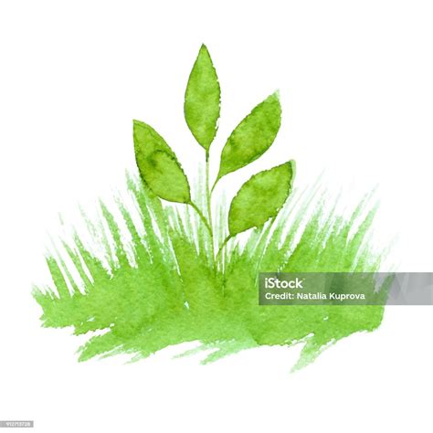 자연 유기 바이오 에코 라벨 및 모양 잔디 흰색 바탕에 녹색 수채화 벡터 손으로 그린 얼룩입니다 수채화에 대한 스톡 벡터 아트 및 기타 이미지 Istock