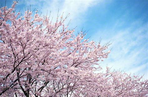 【世界広布の源流 青年に語る創価の魂】第7回 「七百年祭」と宗門事件〈上〉