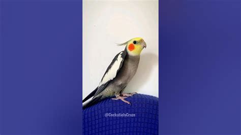Cute Singing Cockatiel 🎶🎤🦜 Cockatielscraze Youtube