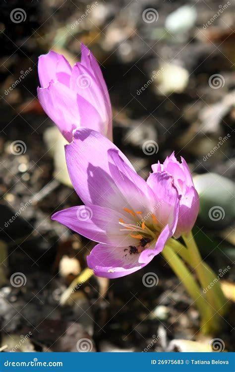 Autumn Crocus Colchicum Autumnale Stock Image Image Of Colchicine