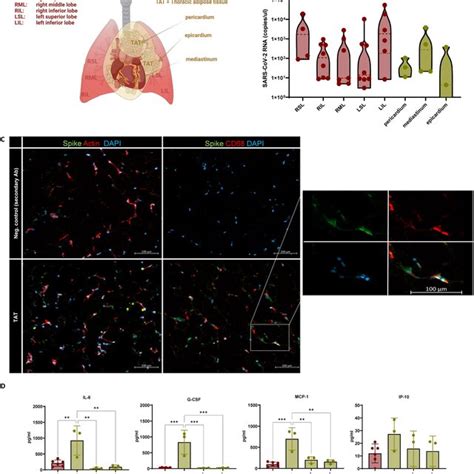Sars Cov 2 Variants Did Not Replicate In Human Primary Adipocytes A Download Scientific Diagram