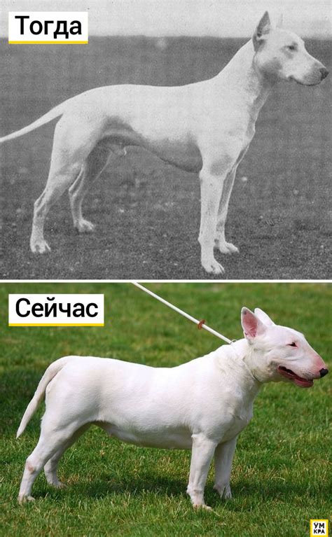 Как известные породы собак выглядели 100 лет назад и как они выглядят ...