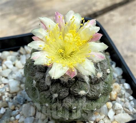 Shpr10661 Copiapoa Hypogaea ‘lizard Skin Cactus Online