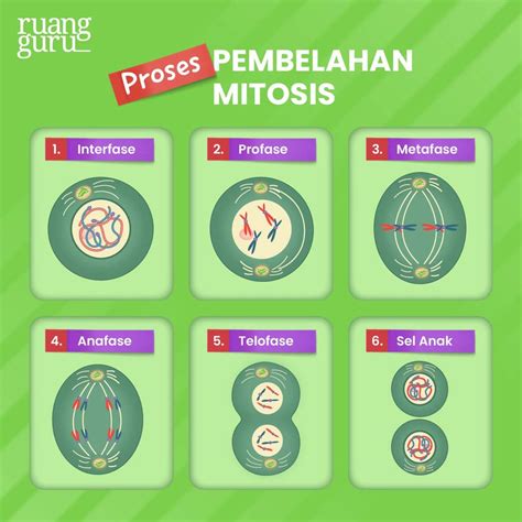mitosis pengertian ciri proses tahap pembelahan dan g