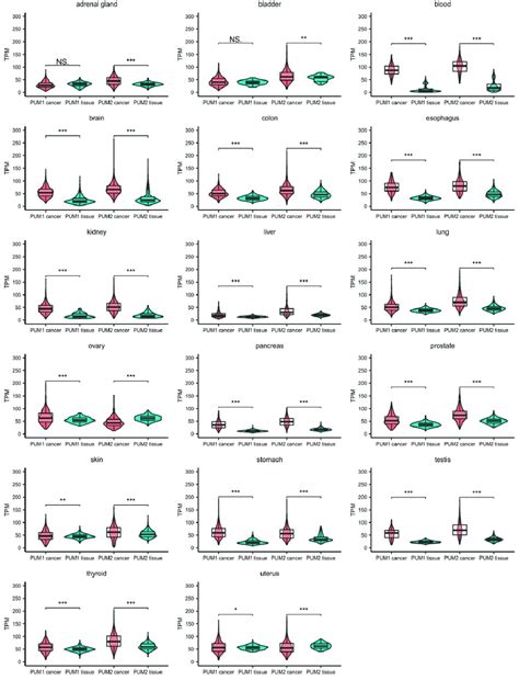 Comparison Of Pum1 And Pum2 Rna Expression Levels In 17 Types Of