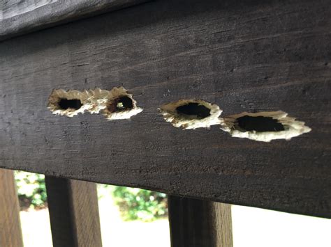 Is This Carpenter Bee Damage Or Woodpecker After Larva Beekeeping