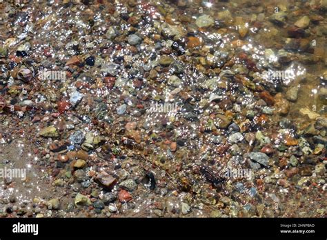 Detailed Close Up View On Water Surfaces With Waves And Ripples And The Sunlight Reflecting At