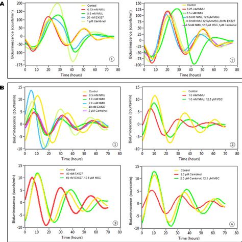 Msc Restored Cellular Circadian Rhythms Disrupted By Nmu And Sirt1