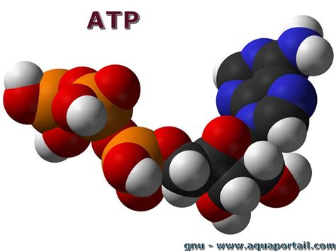 Diagram Of Atp Model Atp Molecule Adp Energy Ribose Release