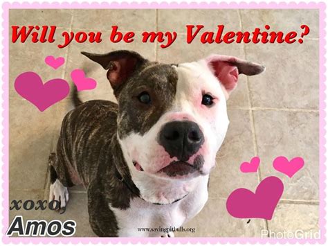 Will You Be My Valentine Fttf Friends To The Forlorn Pitbull Rescue