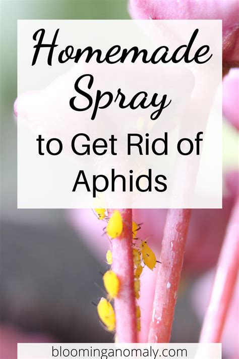 Get Rid Of Aphids Artofit