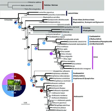 Phylogenetic Relationships Inferred From Bayesian Analysis Based On A Download Scientific