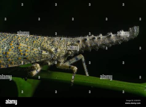 Zanna Nobilis A Tropical Lantern Bug From The Jungle Of Malaysian