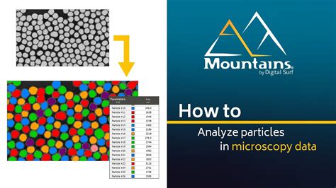 How To Analyze Particles In Microscopy Data YouTube