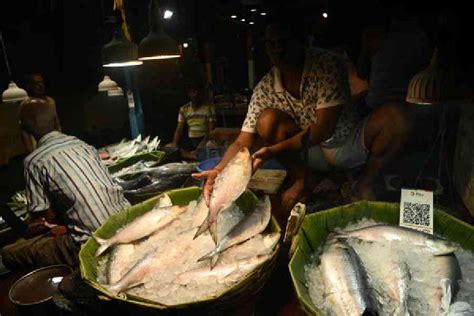 Hilsa Bangladesh Hilsa Import Plunges Low Yield And Higher Prices