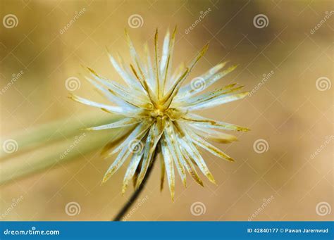 Fruit Of A Tridax Daisy Tridax Procumbens In Kaloko Honokohau
