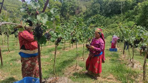 घिरिङमा ७० रोपनीमा अंगुर खेती १० हजार किलो अंगूर उत्पादन