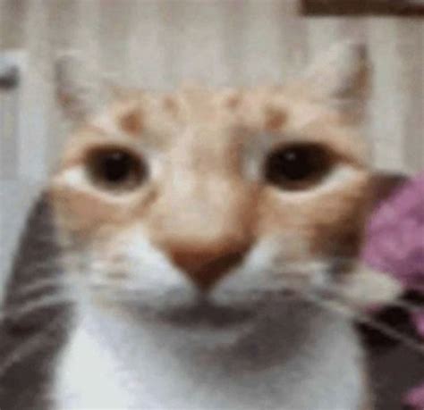 Silly Cat Profile Picture