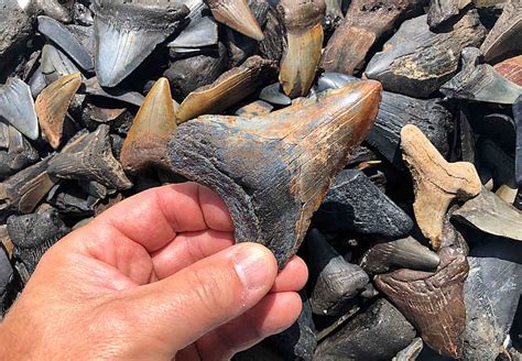 Coastal South Carolina Fossil Identification