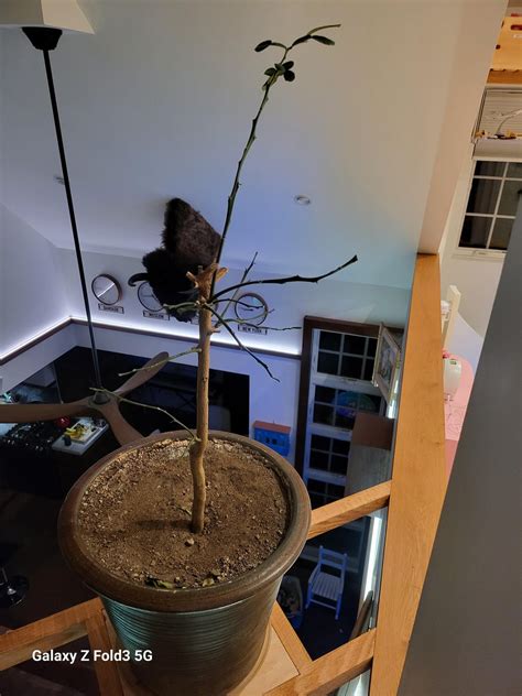 Keffir Lime R Plantclinic