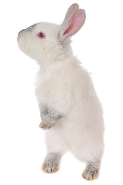 Innocent Rabbit Background Images Hd Pictures And Wallpaper For Free
