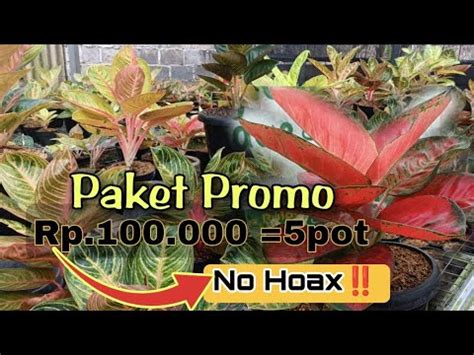 Aglaonema disini makin keren ‼️Rp.100.000 dapet 5plants, eps.1.173 ...